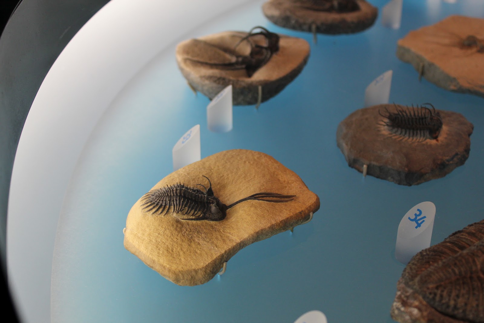 Biological Thinking: Trilobites at the Chicago Field Museum