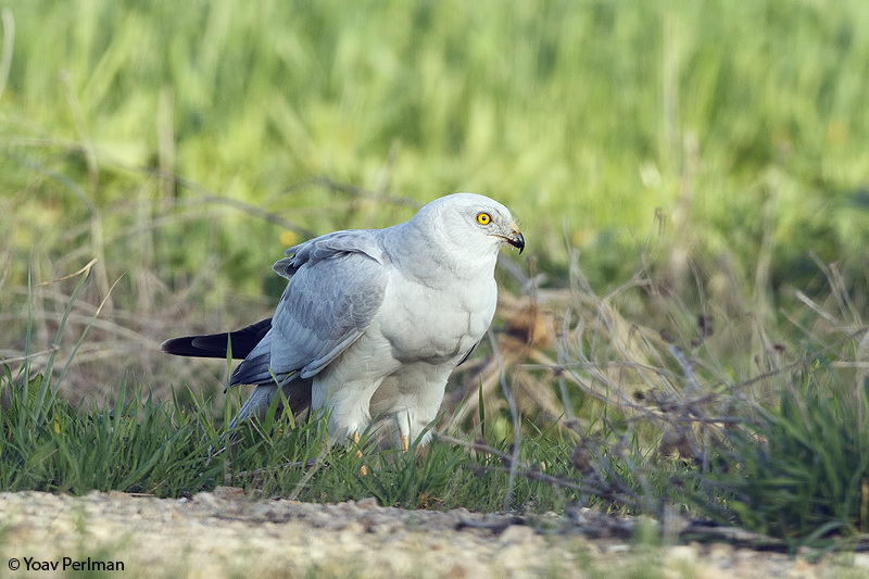 Yoav Perlman - birding, science, conservation, photography: Pallid Harrier