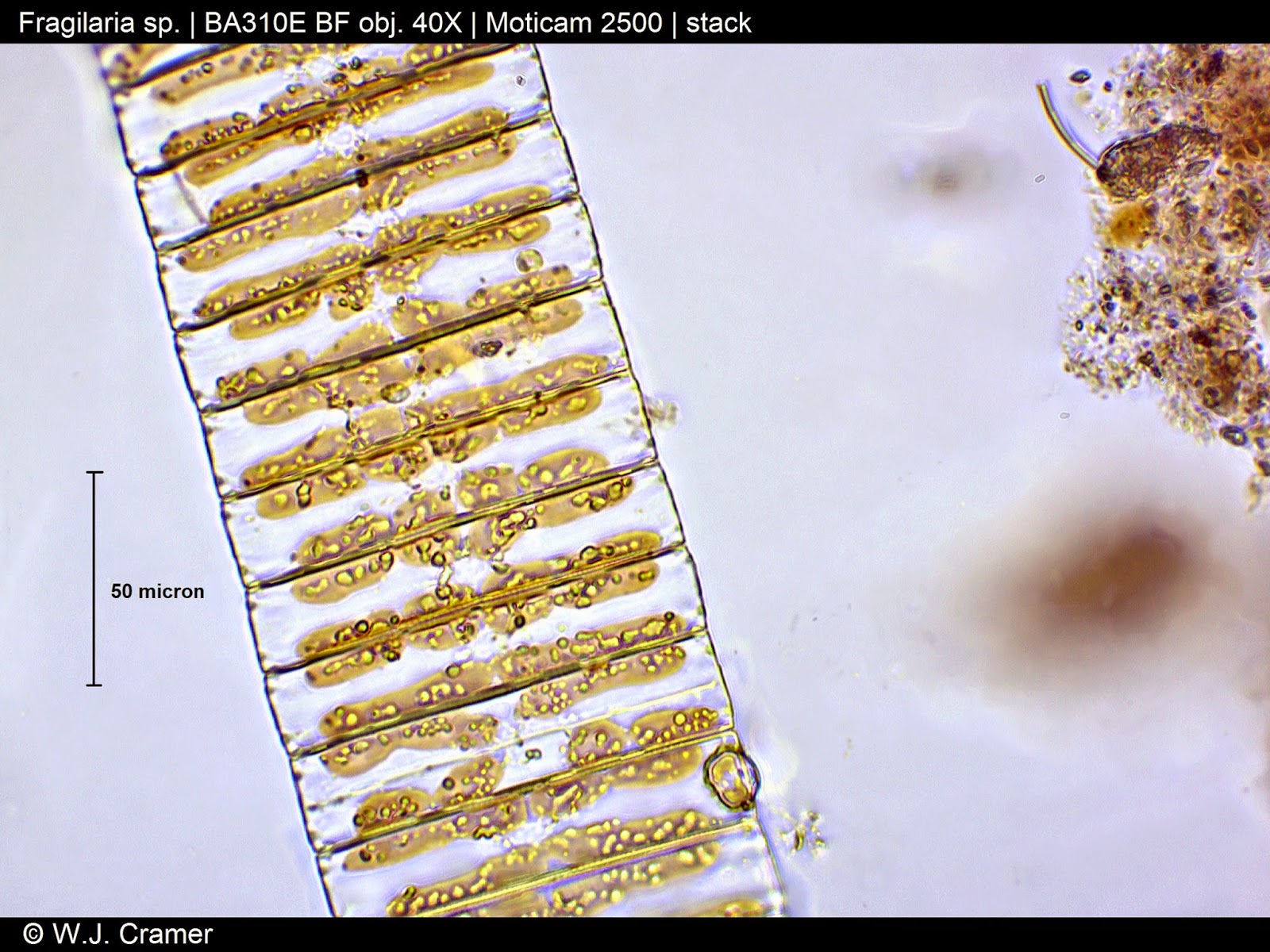 Motic Europe | Blog: Fragilaria, a fragile kind of diatom