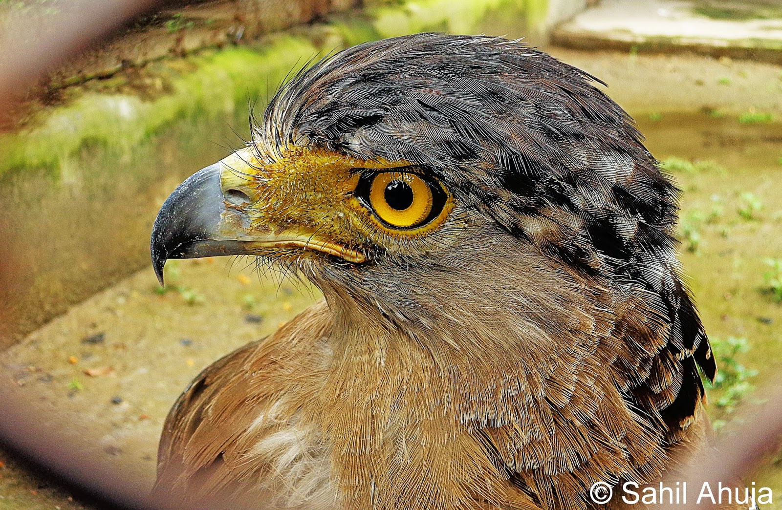 Pixelated Memories: Alipore Zoo, Calcutta