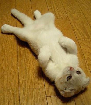 Loafin round | Funny Cat Pictures