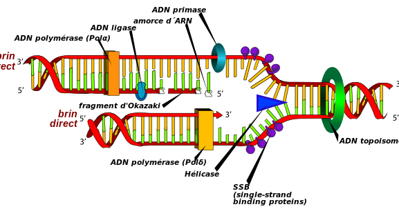 La réplication | LP SVT ENS casa