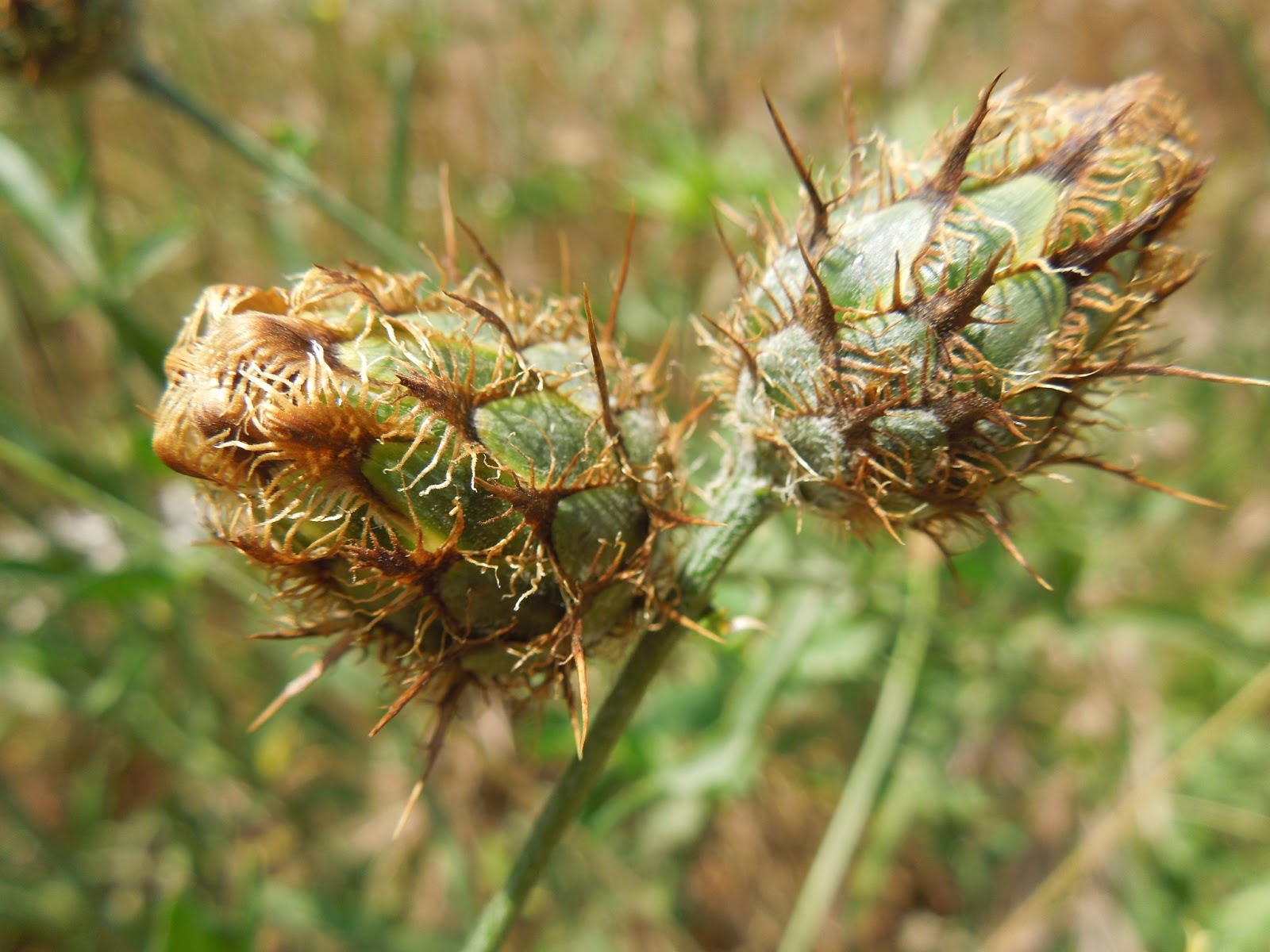 CARDASOL - BOTÀNIC SERRAT