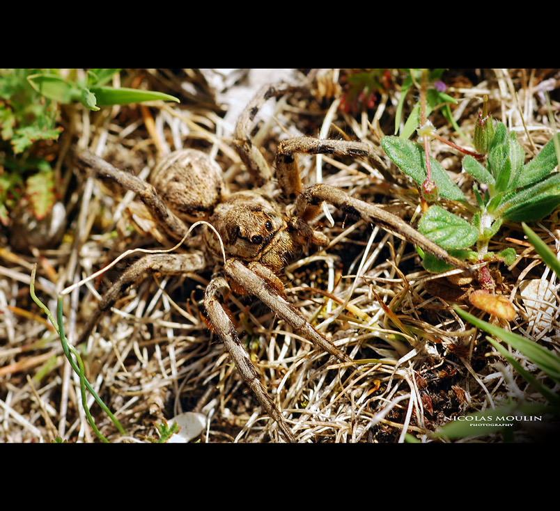 MACROFOTED: Lycosa tarantula