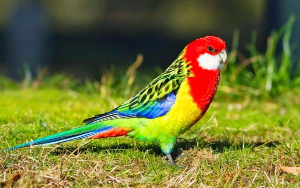 Pet Birds From Australia - An Introduction to Rosellas