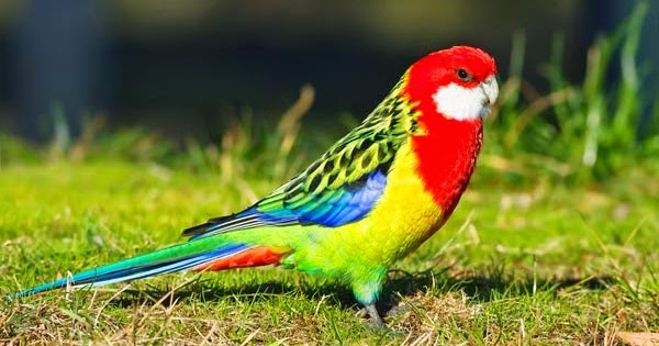 Pet Birds From Australia - An Introduction to Rosellas