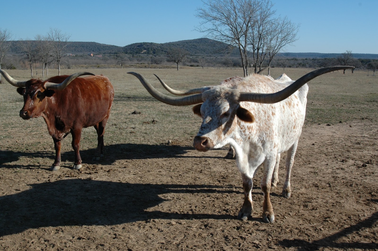 Texas Forts Trail: Wildcatter