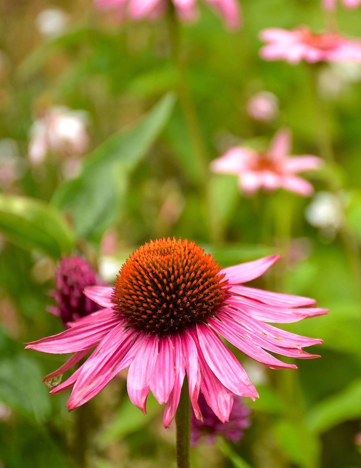 Solhatt - Blommor Och Trädgård