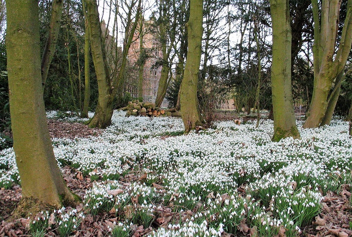 HOW TO GROW SNOWDROPS FROM SEED |The Garden of Eaden