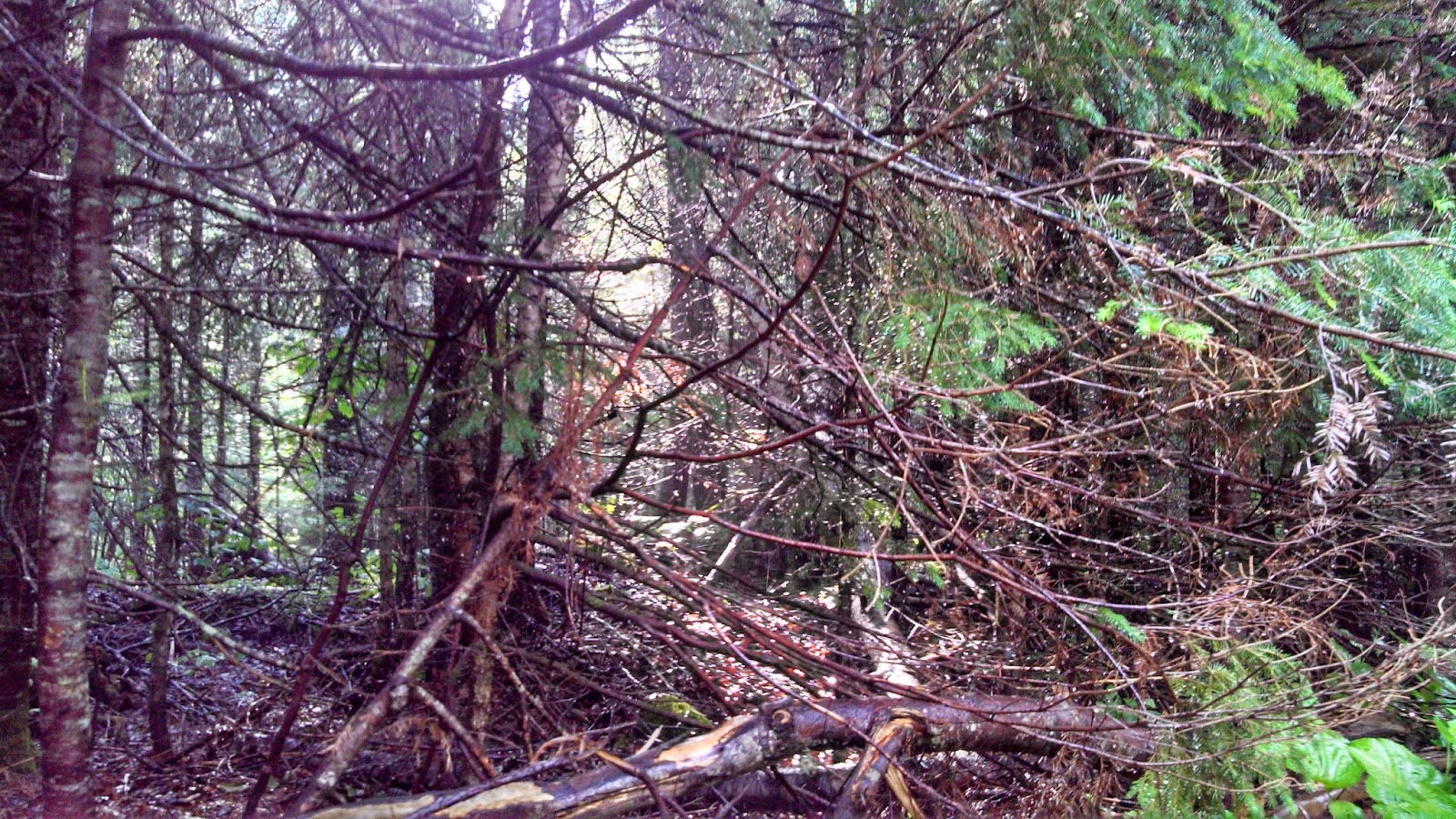 Poetry Where You Live: A crystal forest – v3