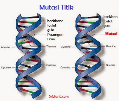 Education: PENGERTIAN DAN MACAM-MACAM MUTASI