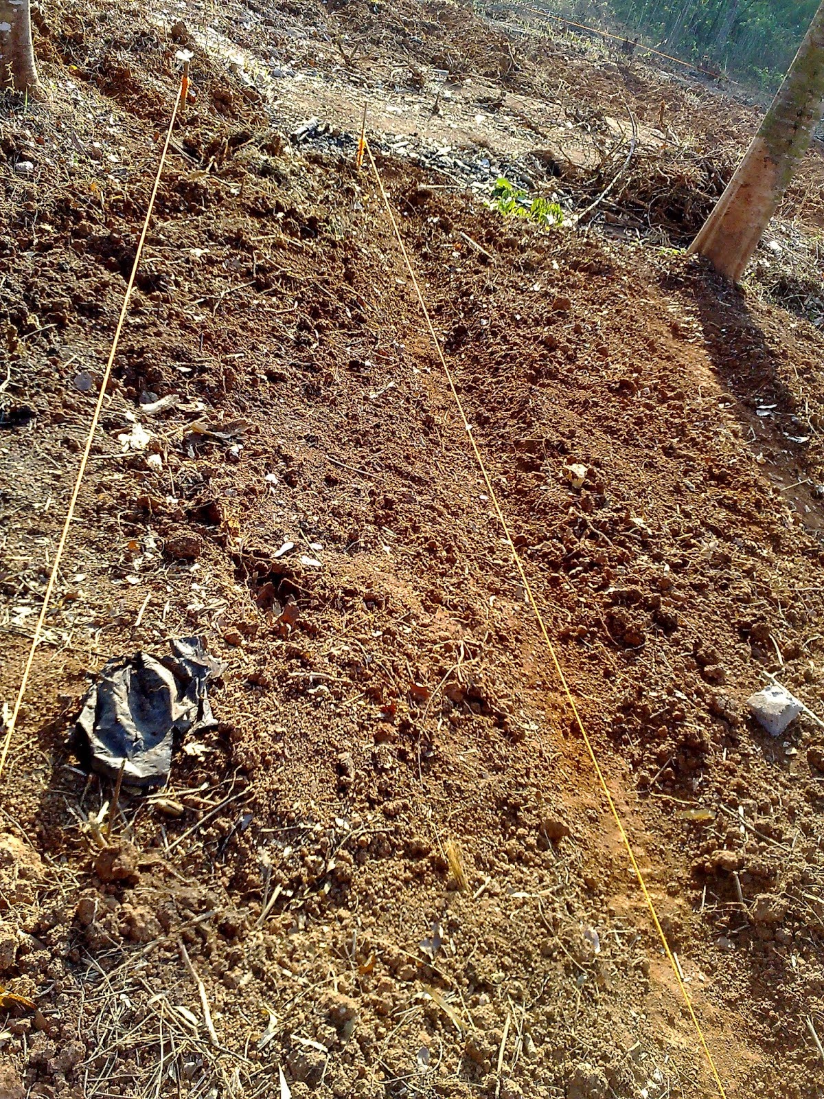 PEMBUATAN BEDENGAN ~ Lawu Alami Agro Farming