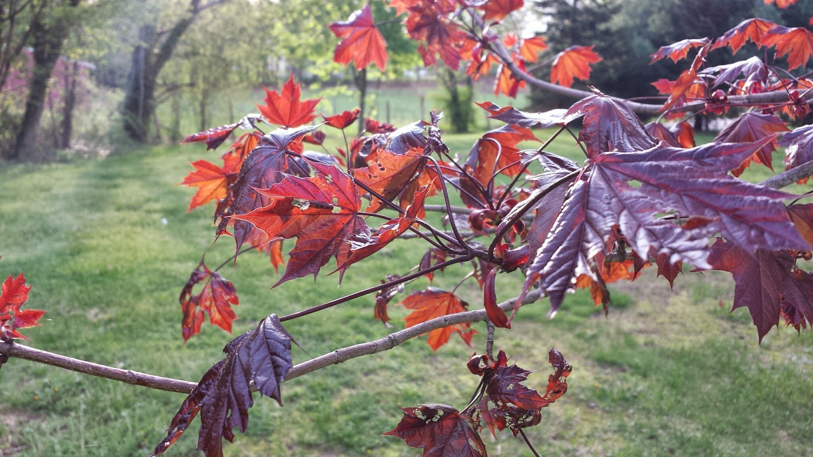 Franklin Matters: Readers concur: they are winter moths ballooning