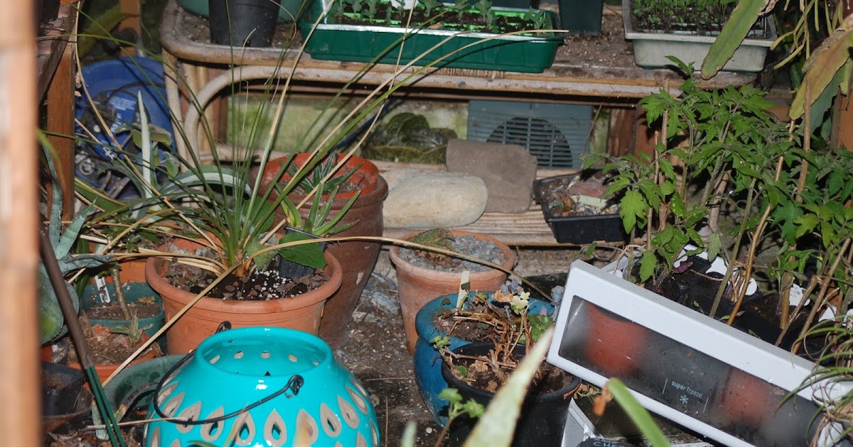 Daisy in the Garden: Gete - okosomin germination