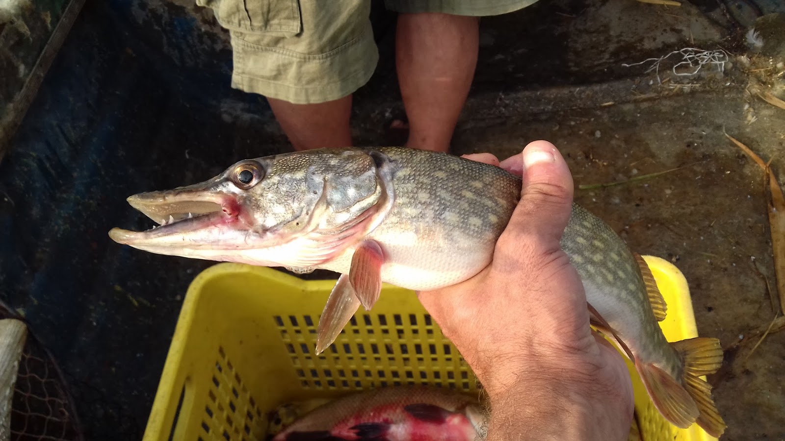Float Fishing and not only, in Greece.: Λίμνη Βόλβη, ψαρέματα και ...