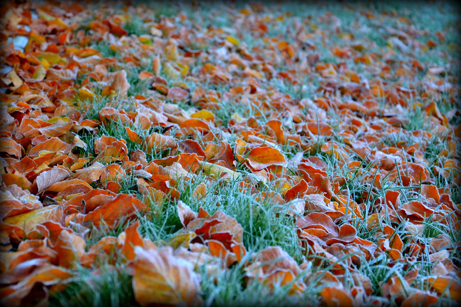 Michelles Verden: Frost-billeder