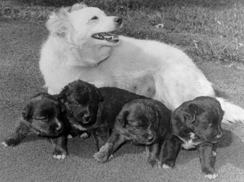 Famous Dogs in History: Pushinka: JFK's Soviet Dog