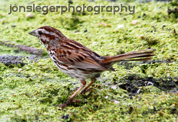 Northern Illinois Birder: The Many Disguises of the Song Sparrow ...