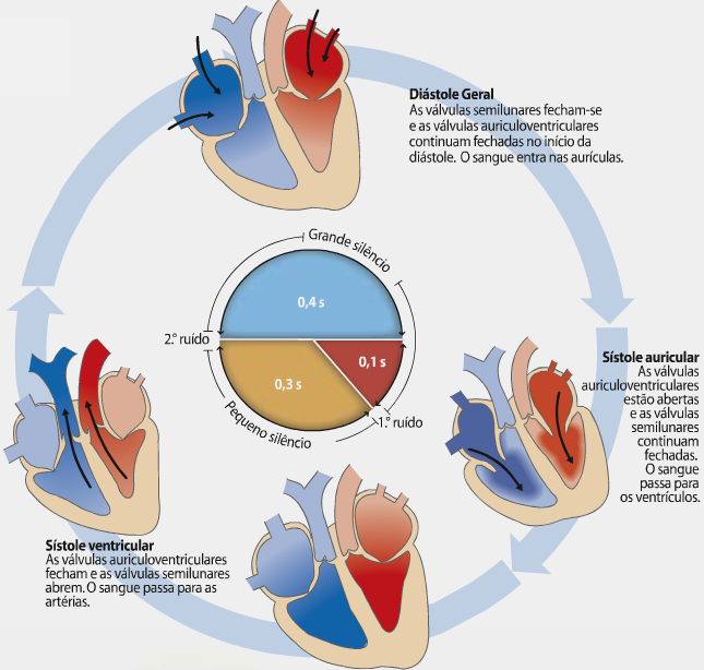 Il Ciclo Cardiaco Anatomia Del Cuore Umano Diastole S