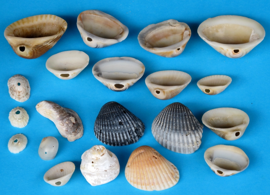 Old writer on the block: Thinking about slugs and snails