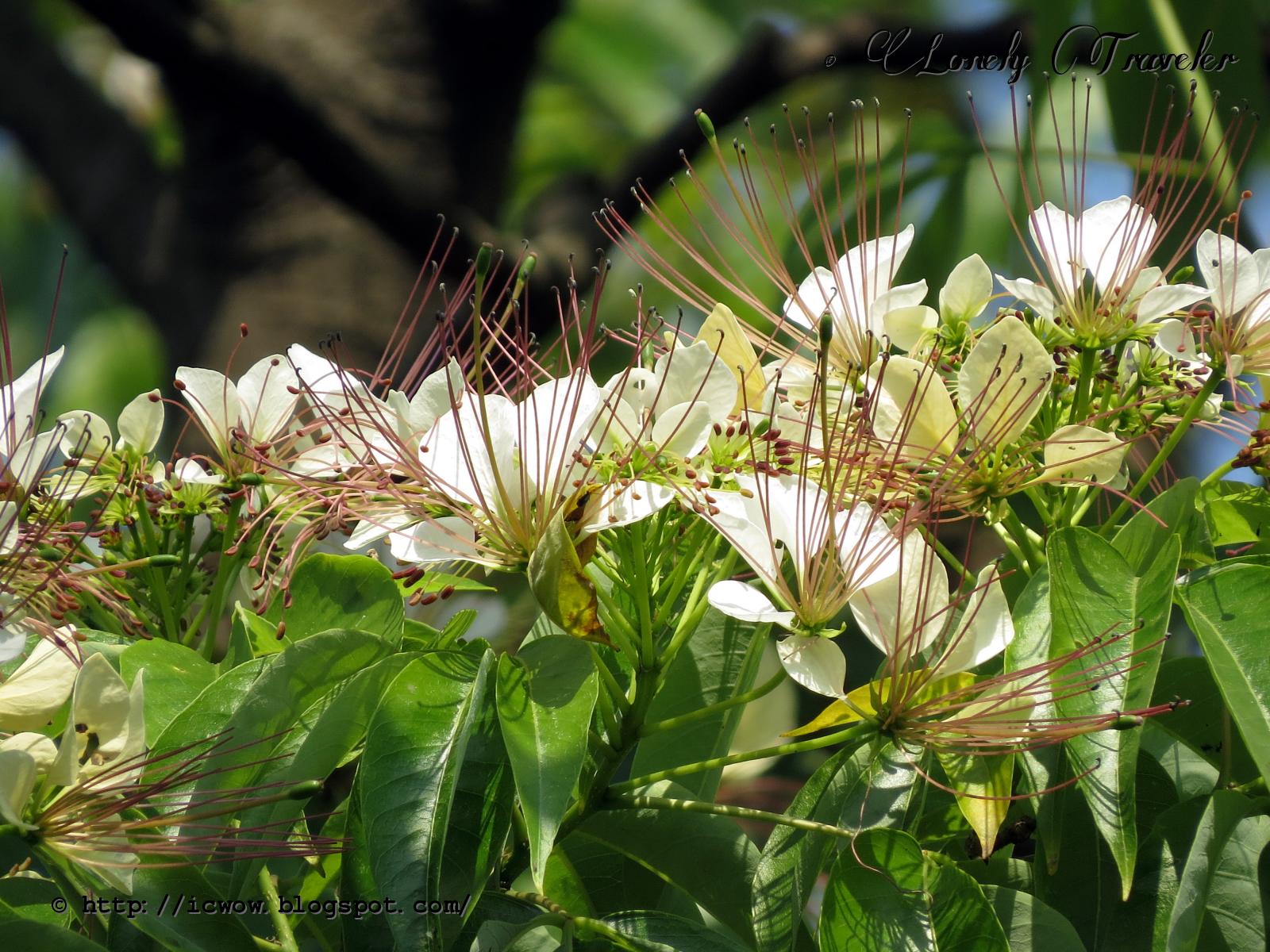 Temple plant - Crataeva religiosa