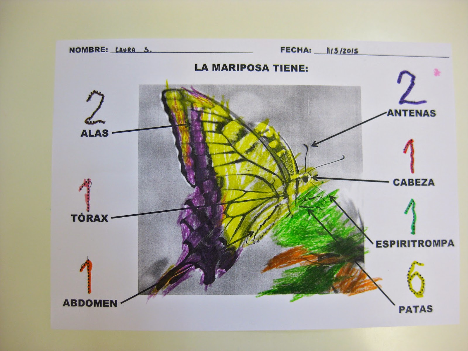 Trabajando con personitas: Las partes de la MARIPOSA