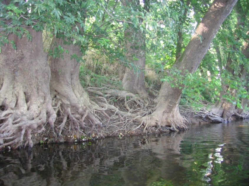 Virginia Water Radio: Episode 176 (8-26-13): "Sycamore Rapids," by ...