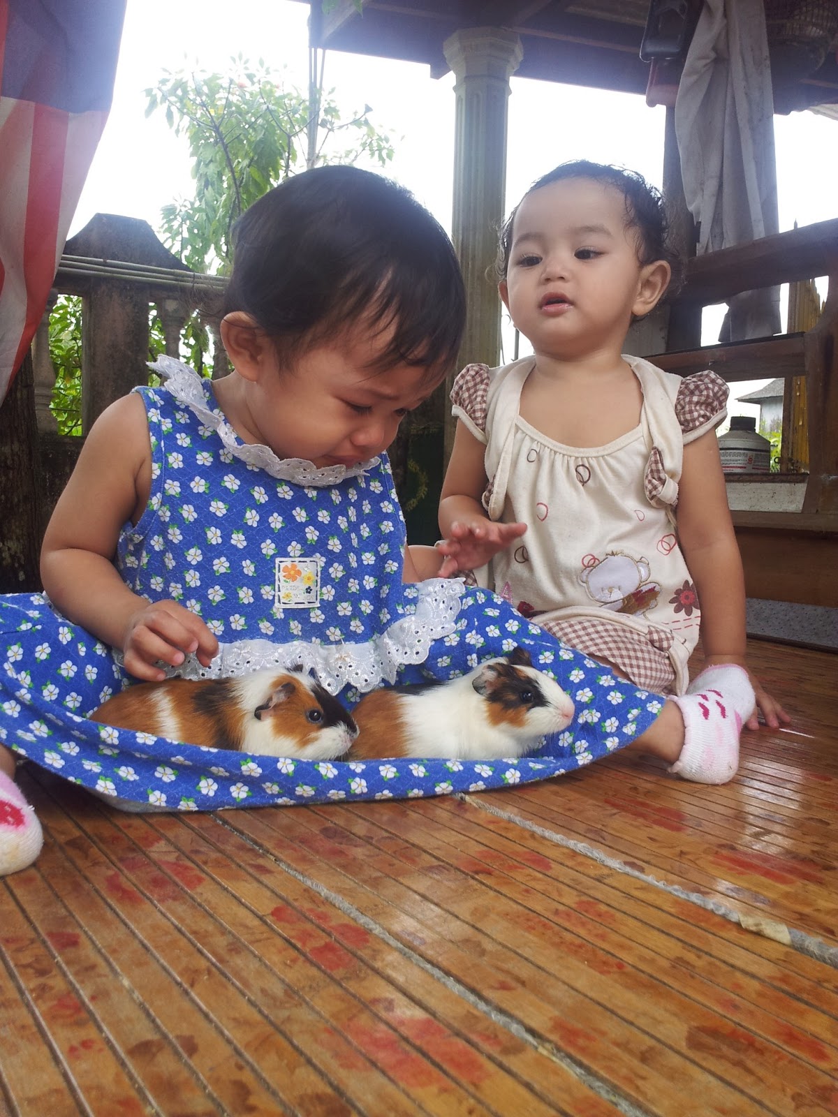 FAIZ FARM: Tikus Belanda