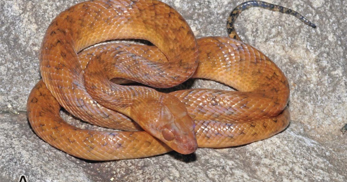 Species New to Science: [Herpetology • 2013] Resolving An Enigma by ...