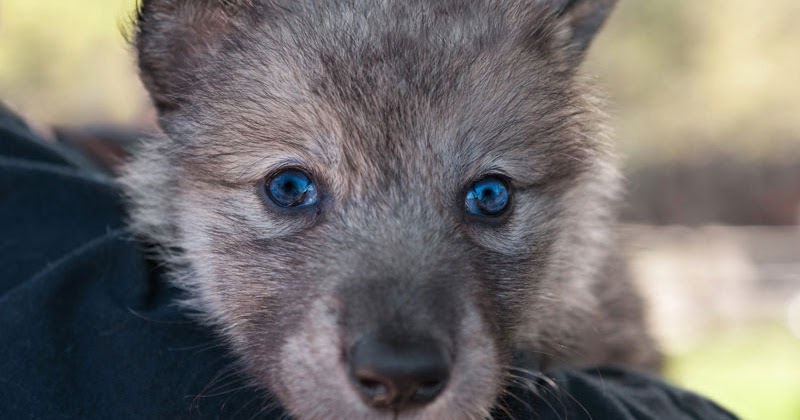 Do Hand-Reared Wolves get Attached to their Humans?