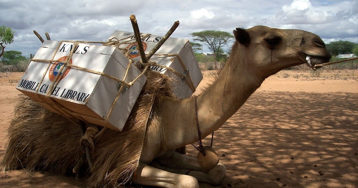 Bibliotecas que você precisa conhecer!