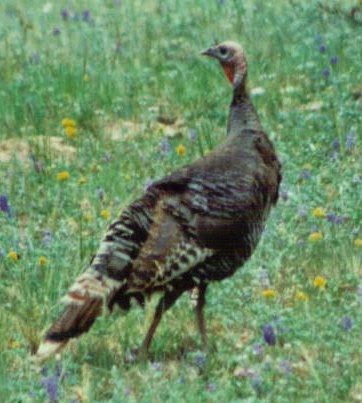 Cannundrums: Merriam's Wild Turkey