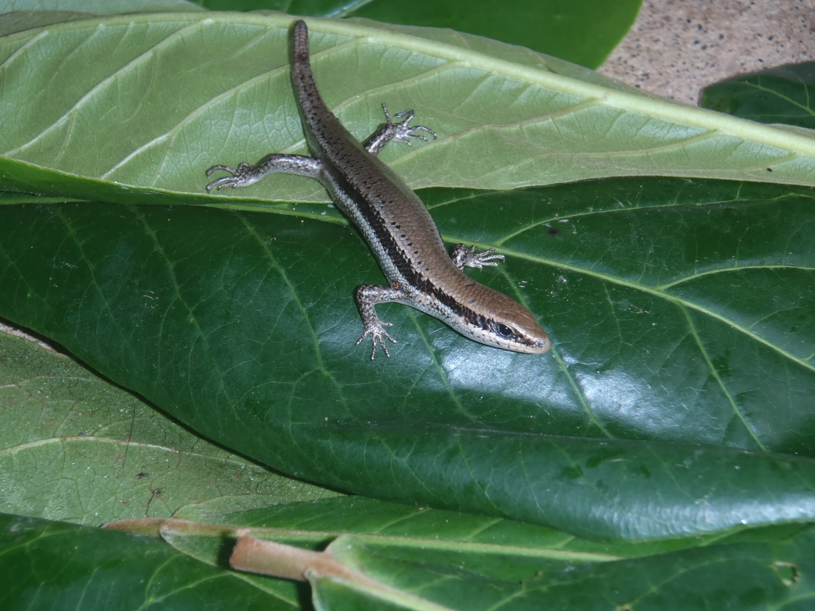 Fauna Colombiana: Mabuya Mabouya