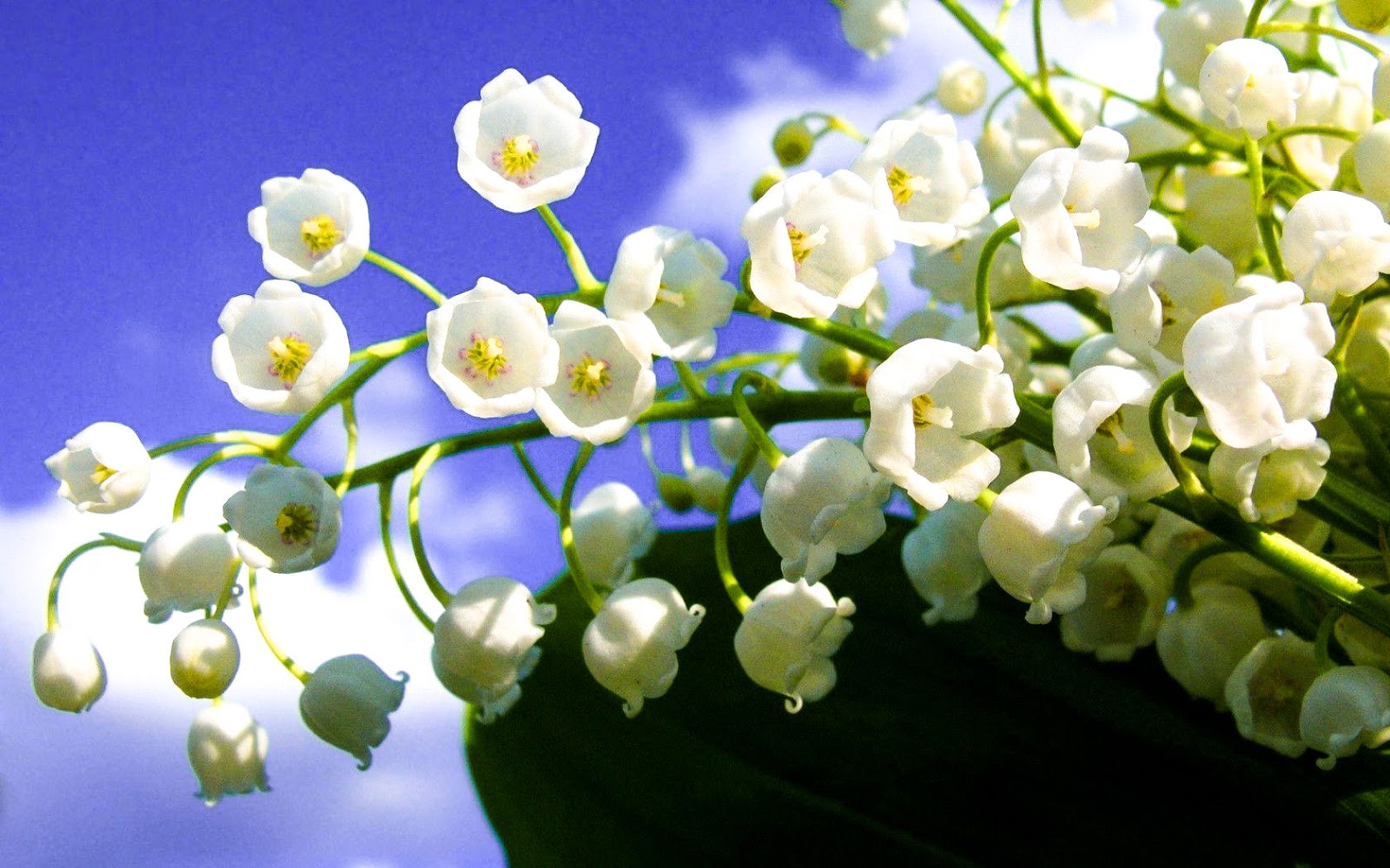 Lily of the Valley-Expensive Flower ~ ThundersCloud