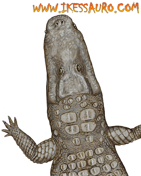 Ikessauro: Crocodylus thorbjarnarsoni: o valentão da África Pleistocênica