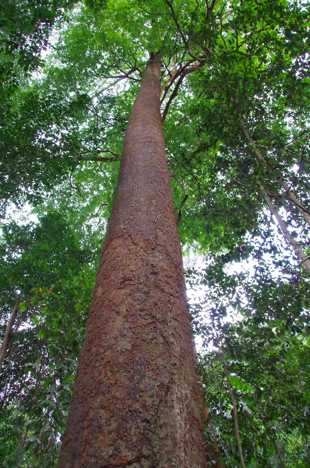 Trees and Plants: Chewing Gum Tree