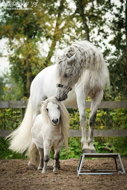 Of the most beautiful and most fascinating creatures on earth | TOOOPIC