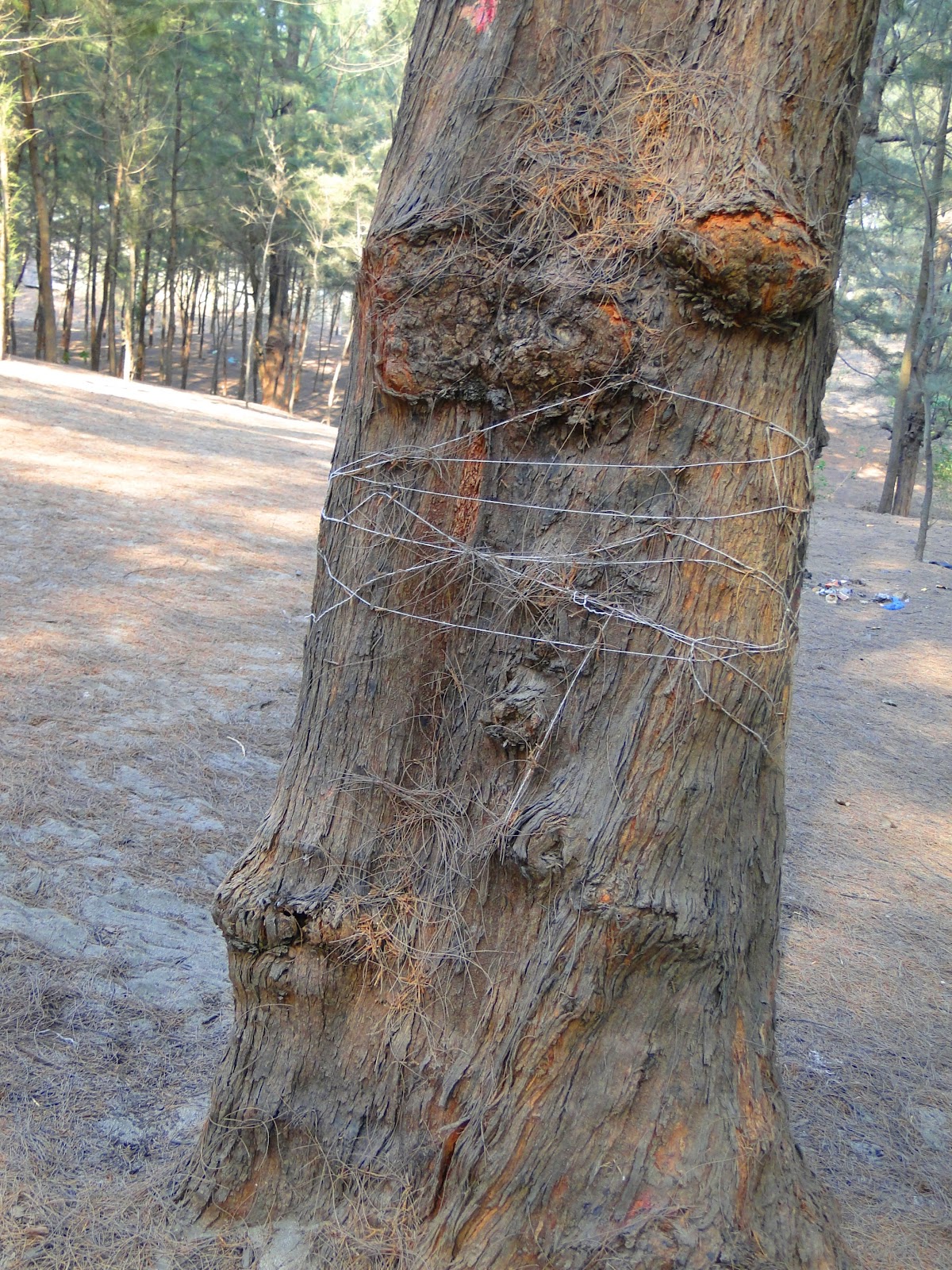 M:C-S SwayamBlog: My 2012 Pilgrimage to Mother India