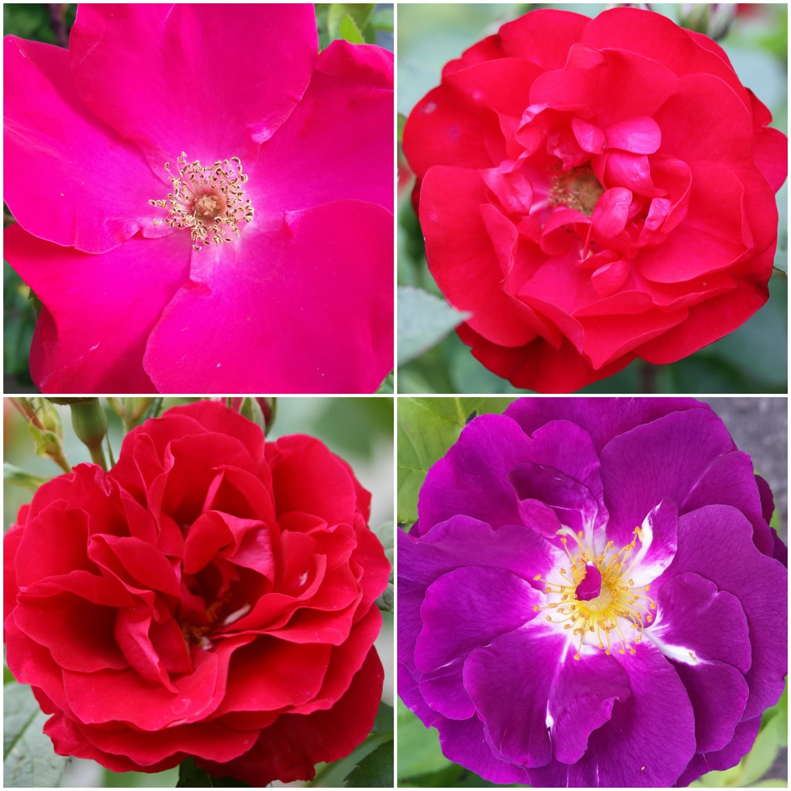 VÅRLI : Rosene i hagen