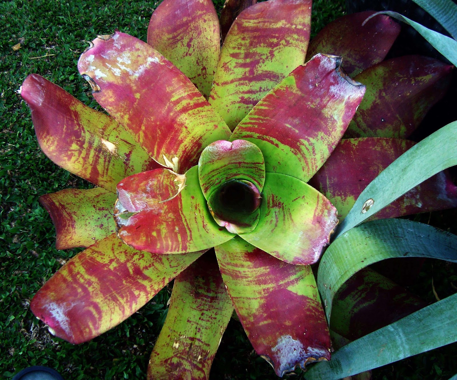 Living with Nature - School on Blog by Dr. Abercio V. Rotor: Bromeliads ...