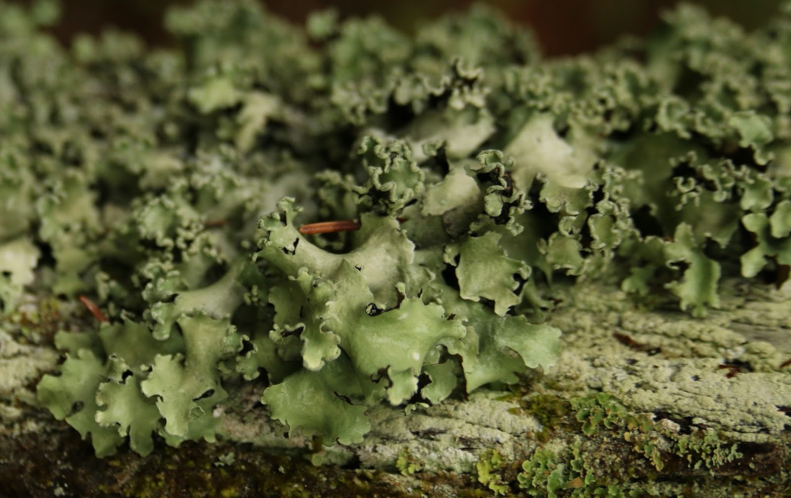 Nomadic Newfies: Crustose, Foliose and Fruticose
