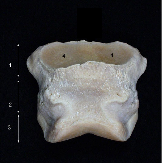 Anatomia Animal: Prática de Membros Torácicos (Falanges e Sesamoides)