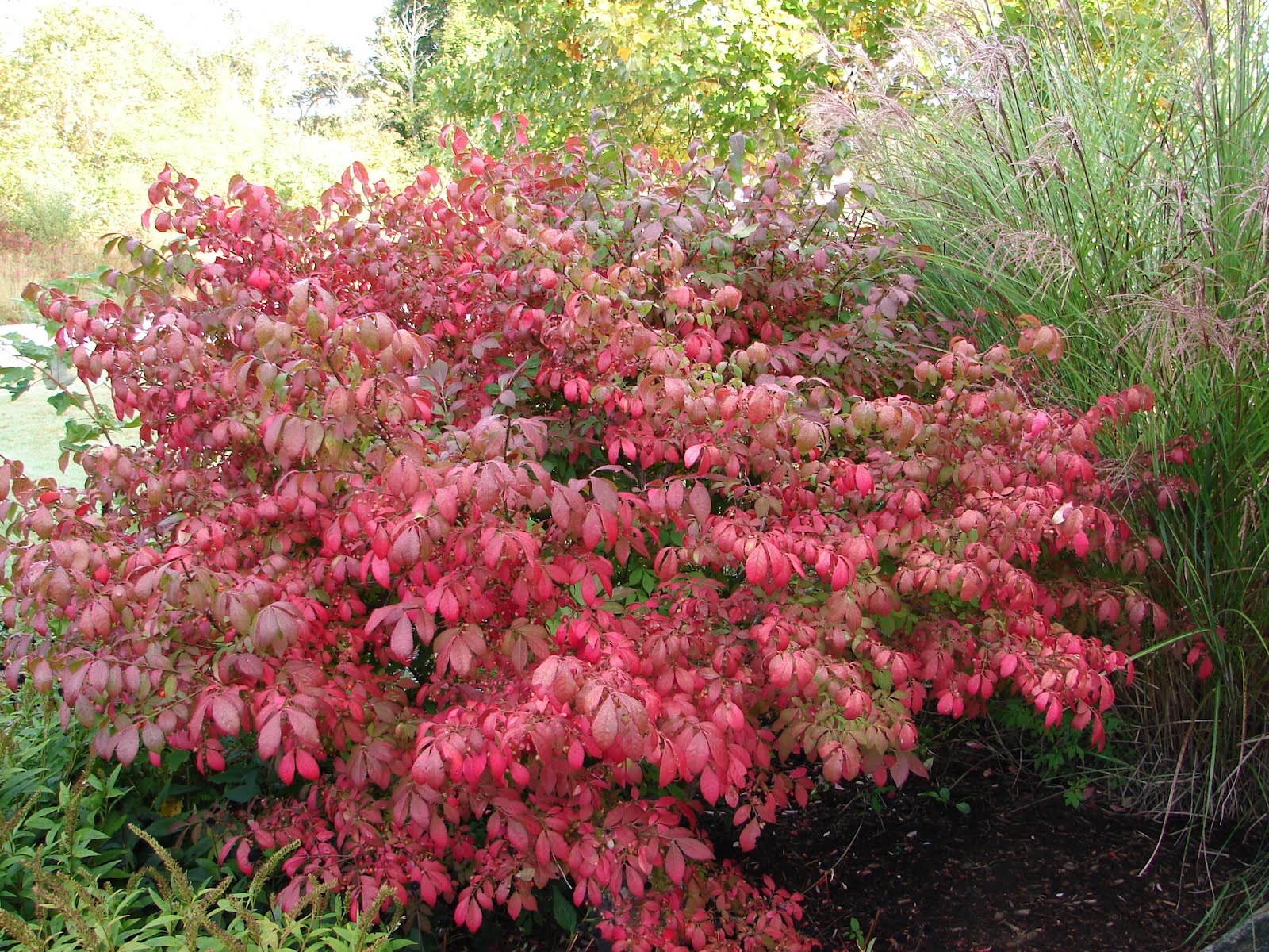 One Love Farm: Burning Bush