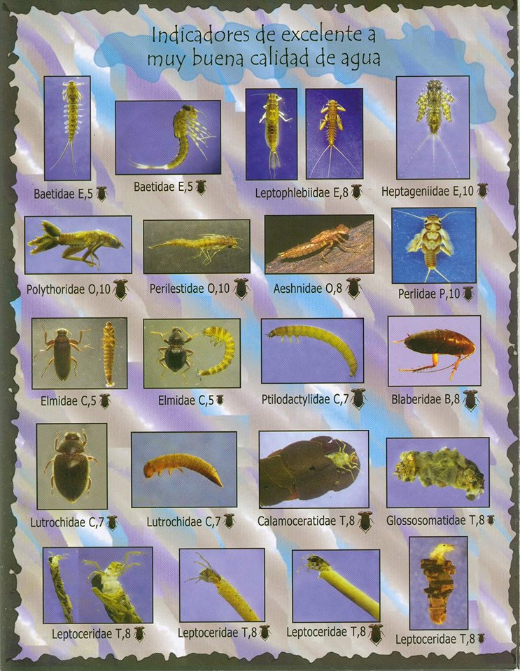 Biodiversidad : Insectos Acuáticos como Bioindicadores.