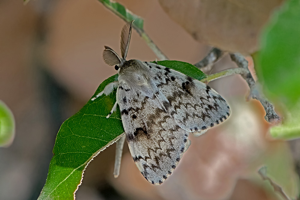 Lymantria dispar - the Gypsy Moth | BugsAlive