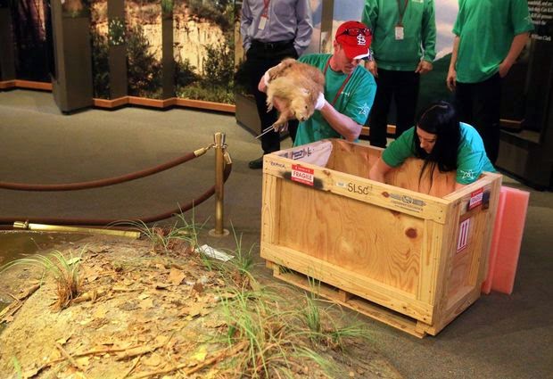 Dodge Moving & Storage a Mayflower Agent