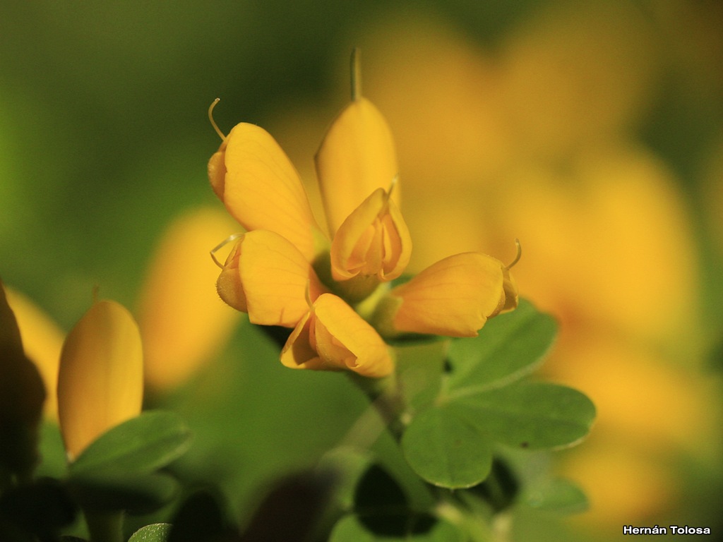 Flora Bonaerense: Retama negra (Cytisus scoparius)