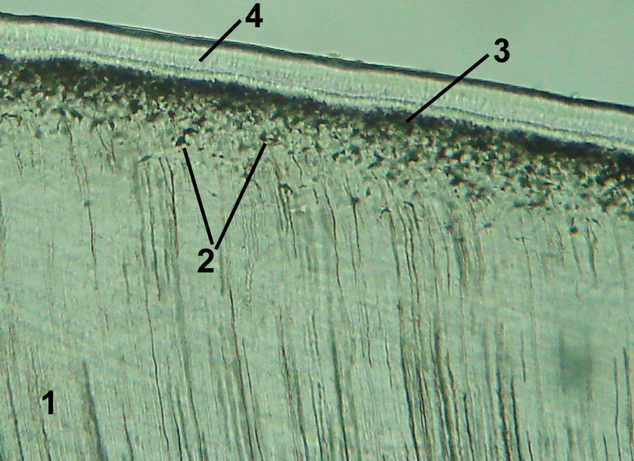 Histologia Oral UFF: Dentina