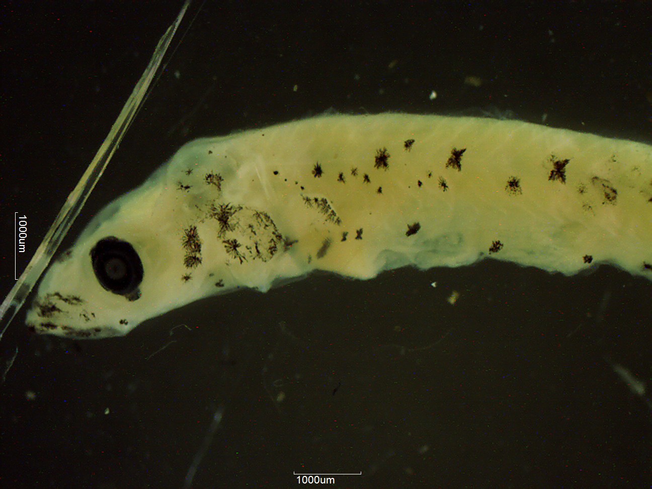 Ictioplancton en Chile: Otolitos de larvas de Bathylagichthys parini ...