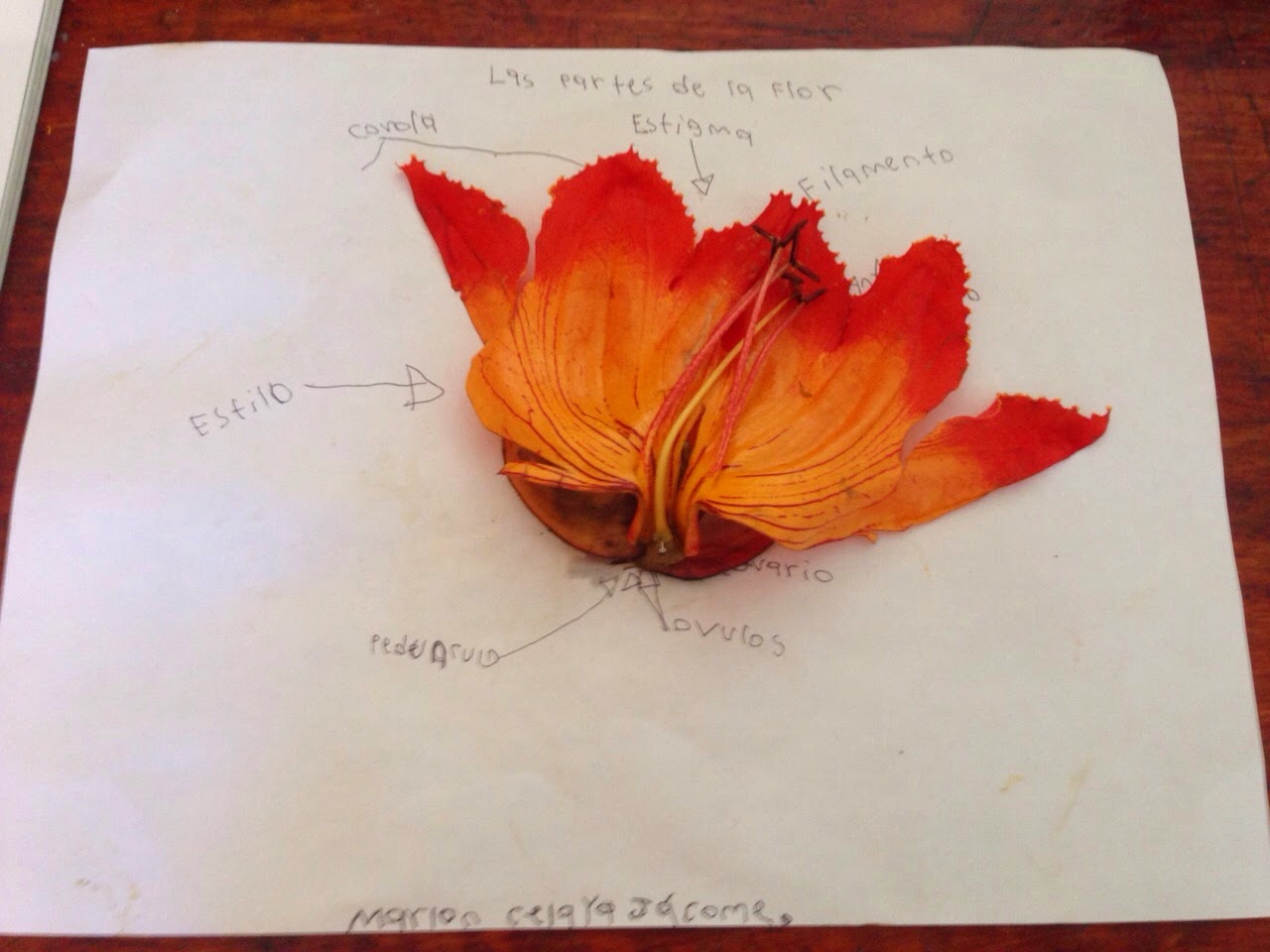 Escuela primaria "Nicolás Bravo": Maquetas vivas de las partes de una ...